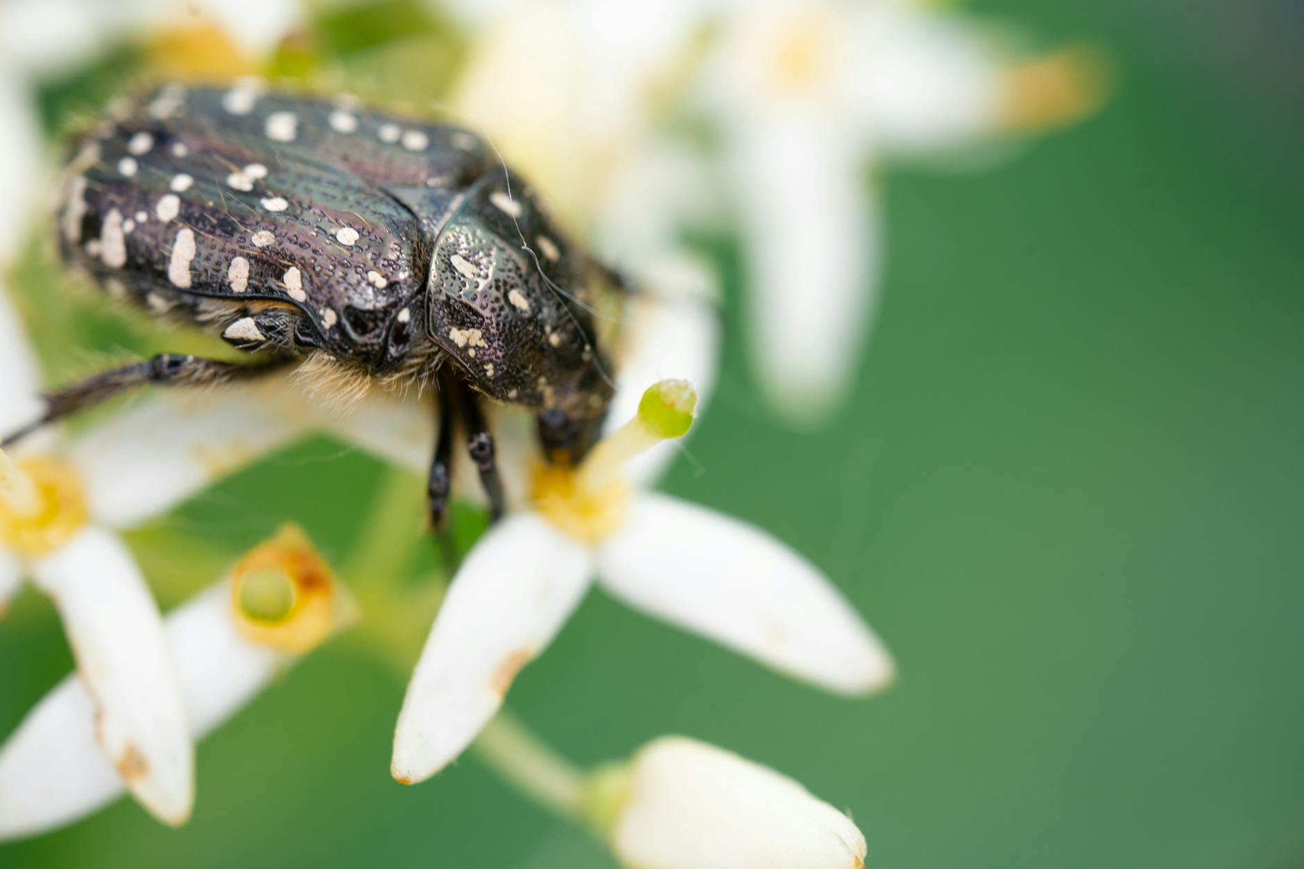 Chafer Chronicles: Exploring the Impact of Tire Damage - Limitless Tire